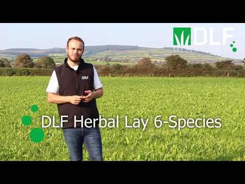 DLF herbal lay 6 species available from DLF - YouTube