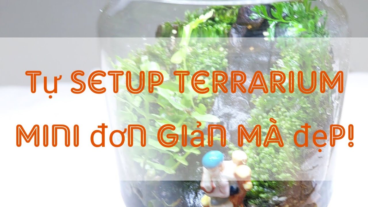 Tự setup Terrarium mini đơn giản mà đẹp! - YouTube