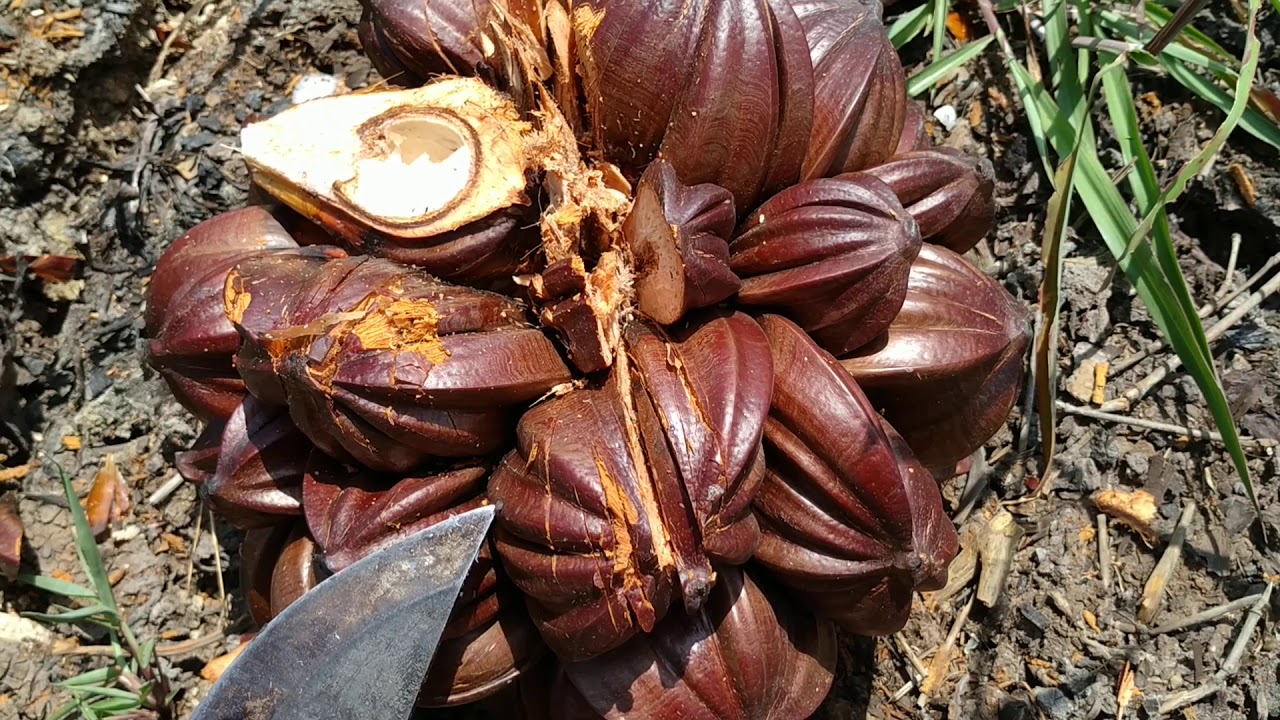 Nypa fruticans - finally the perfect age Nippa Palm fruit - YouTube