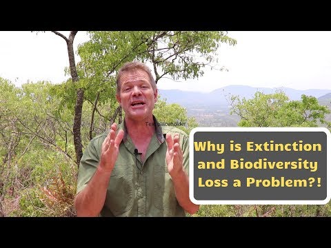 Where Is The Loss Of Biodiversity In Insects A Problem