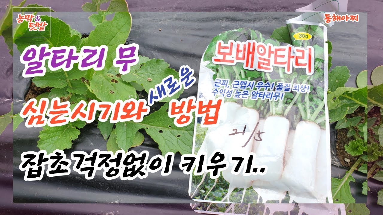 알타리 잡초 걱정 없이 재배하기.Growing Altarimu without worrying about new planting ...