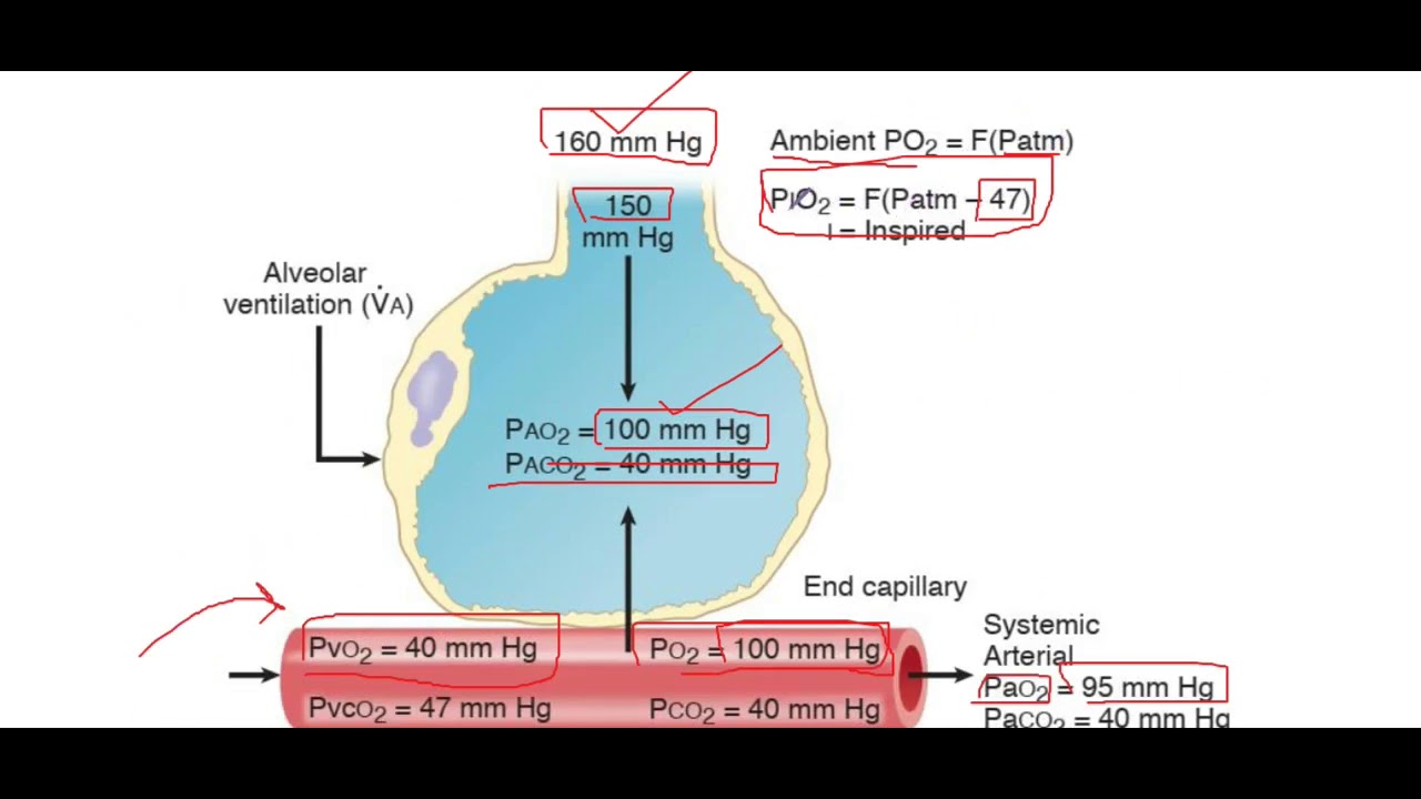 3 Factors Affecting PAO2.1st year MBBS Respiratory Physiology Important ...