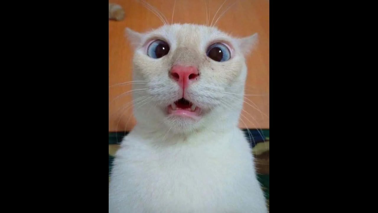Este Video te Hará REÍR [99,8% GARANTIZADO] Gatos Graciosos y perros ...