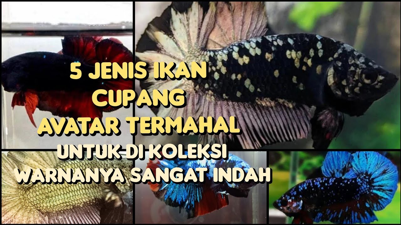 5 JENIS IKAN CUPANG AVATAR TERMAHAL BESERTA HARGANYA | UNTUK DI KOLEKSI ...