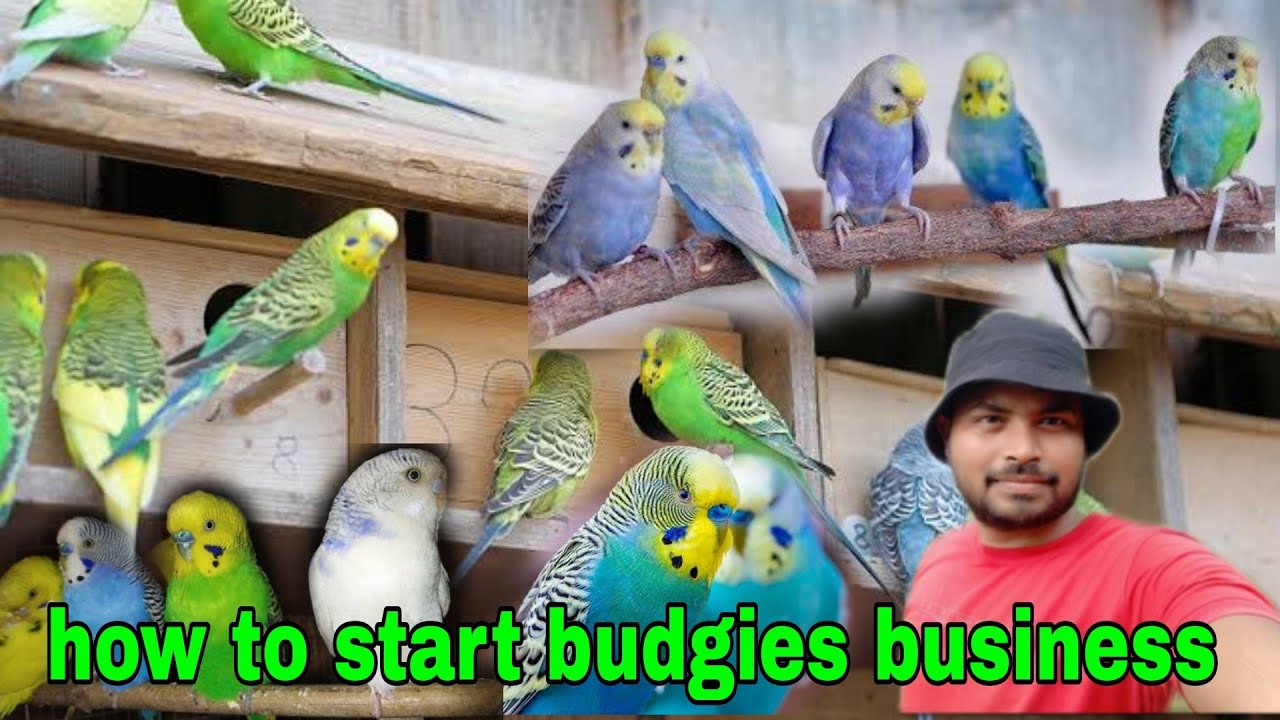budgies bird breeding business | how to start bird business | bird ...