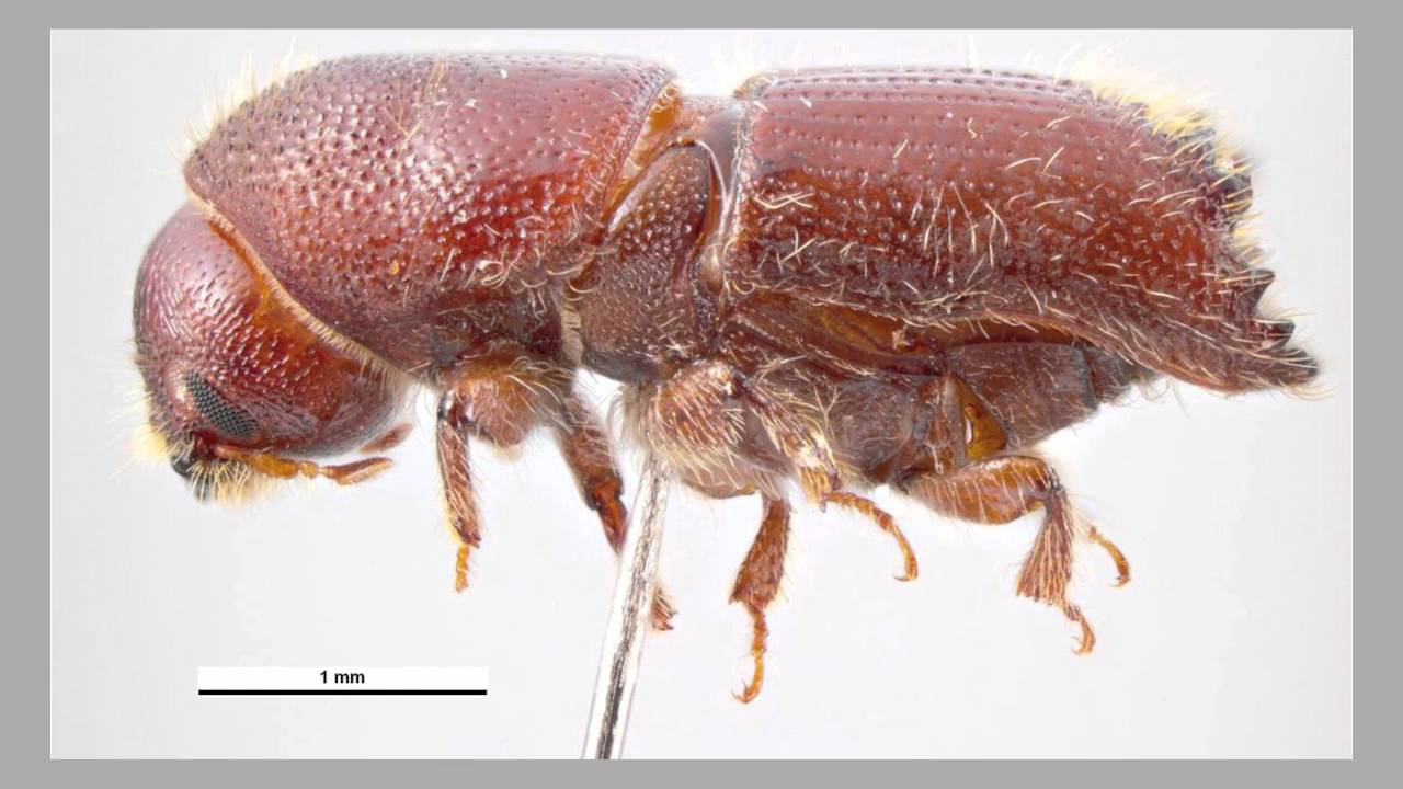 IPS Beetle - YouTube