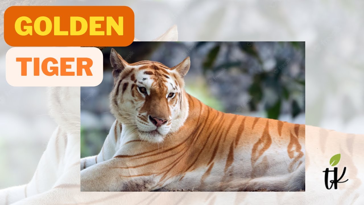 Strawberry Tabby Tiger