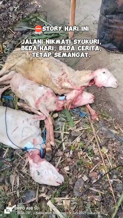 hari terakhir qurban.8 ekor sapi dari Madura dan kambing harus di eksekusi #temboro #jokotingkir ...