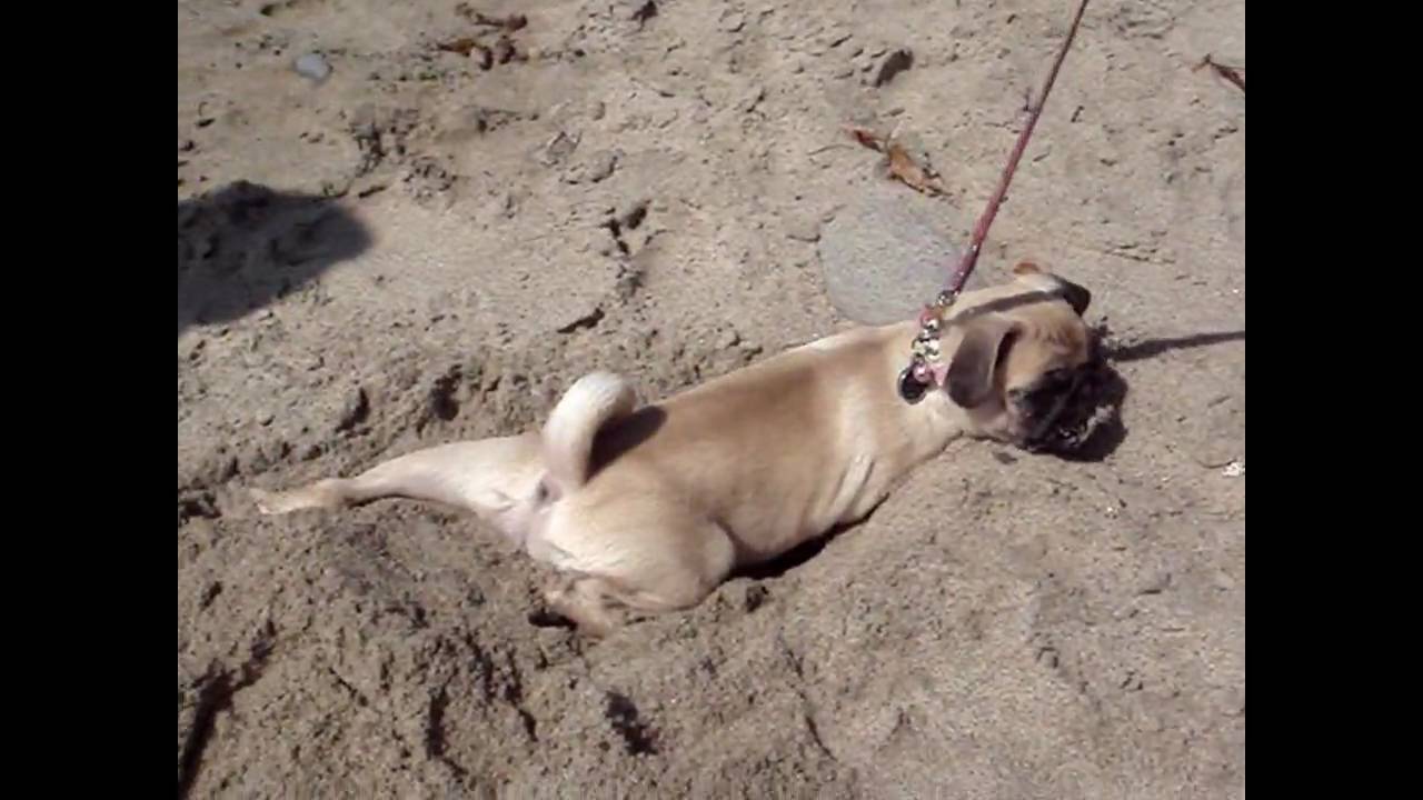 My pug daisie likes digging in the sand.wmv - YouTube