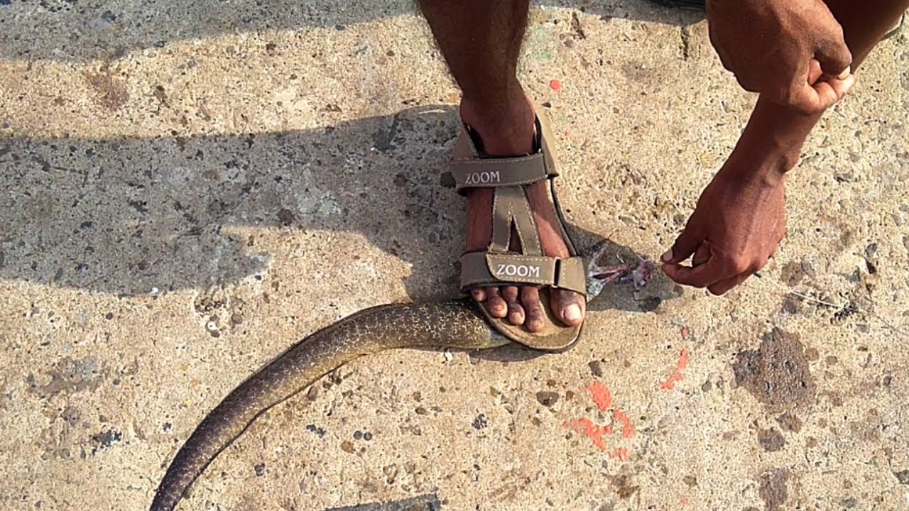 Fishing For Salt Water Eel Fish || Sea Eel Catch By Fisherman || Eel ...