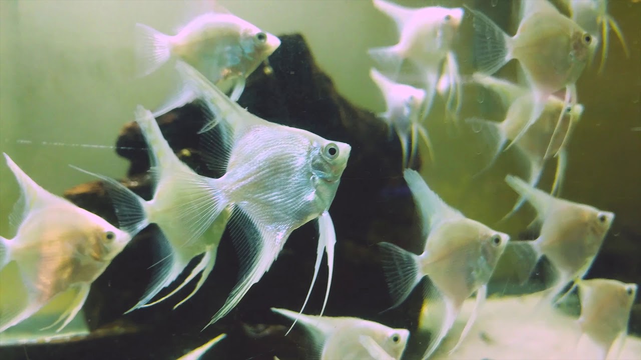Platinum Angelfish Pterophyllum sp - YouTube