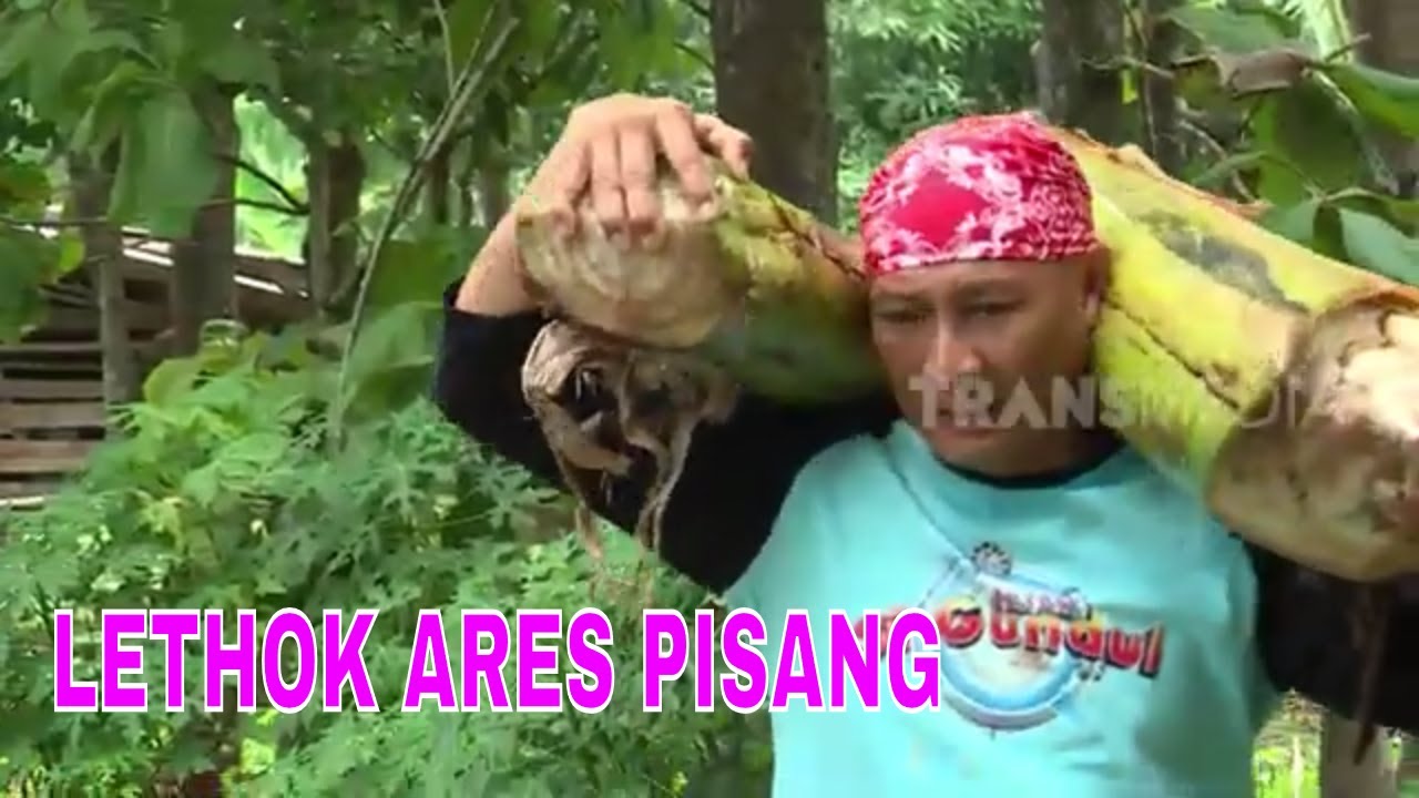 LETHOK ARES PISANG | JEJAK SI GUNDUL (23/02/23) - YouTube