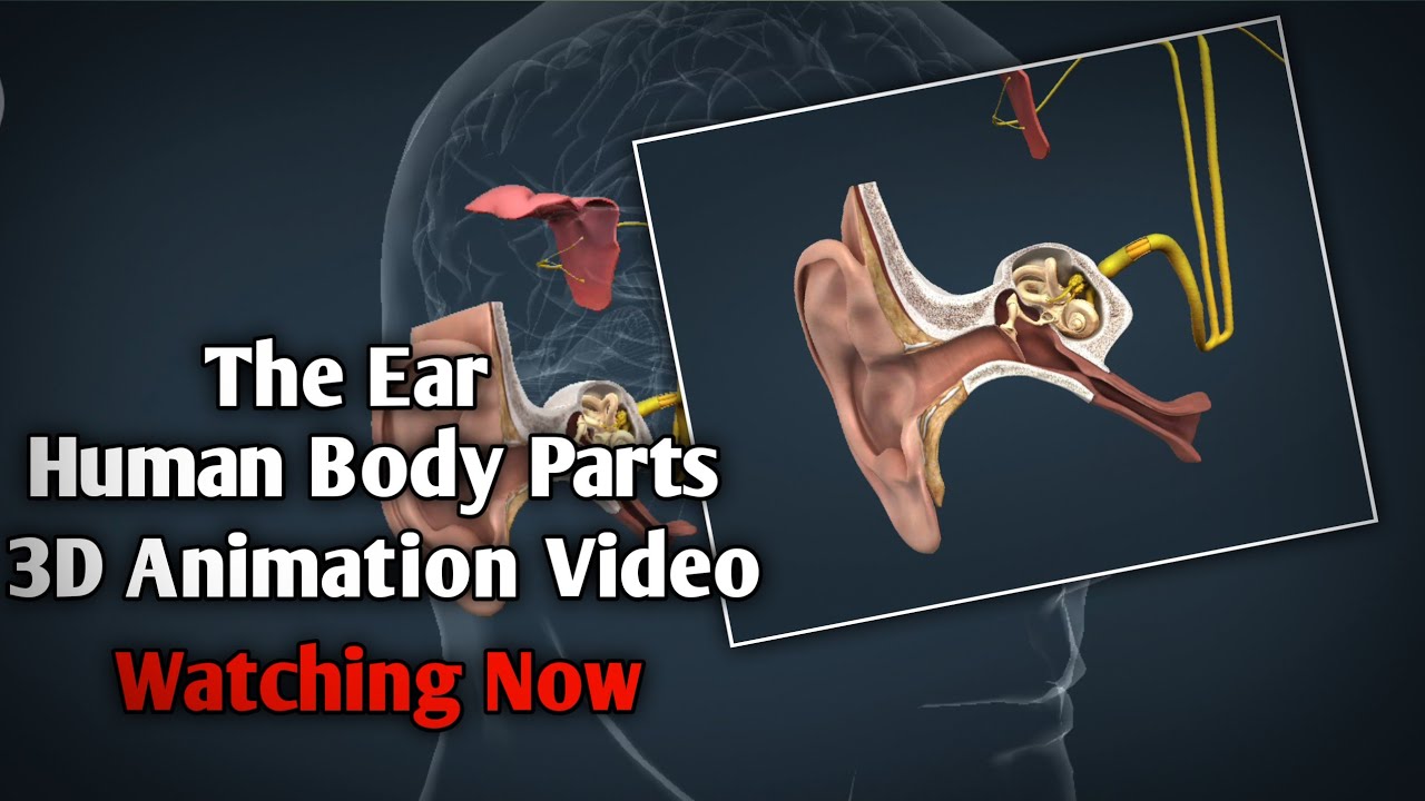 The Ear - 3D Animation The Ear In Human Body Parts - YouTube