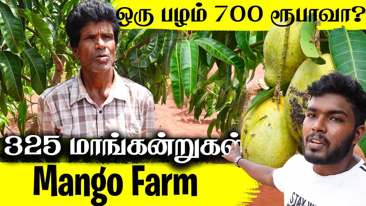 ஒரு மாம்பழம் 700 ரூபாவா 😮😱 Jaffna Mango Farm Jaffna Rider - Kajan - YouTube
