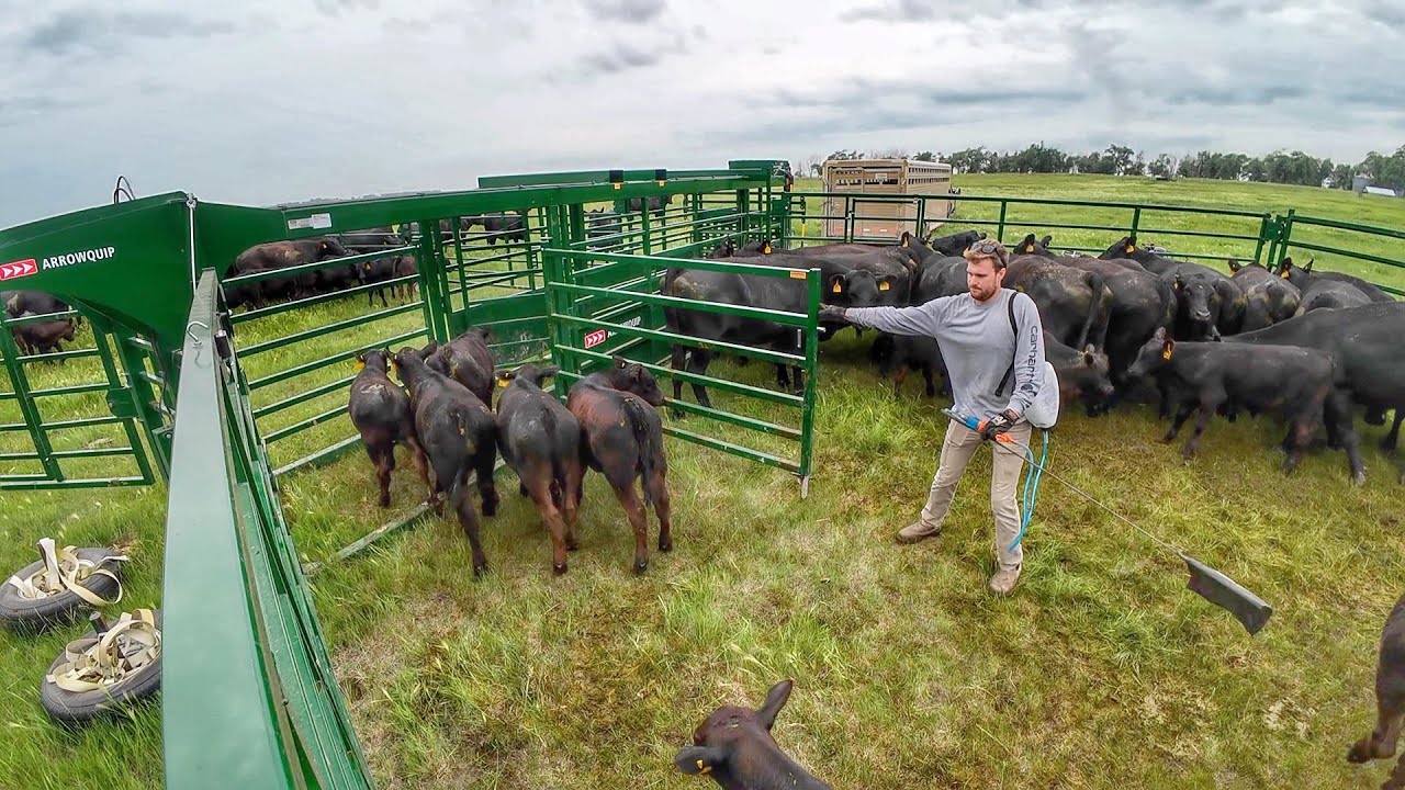 Working the Big Pasture | Sonne Farms | The Content Farm