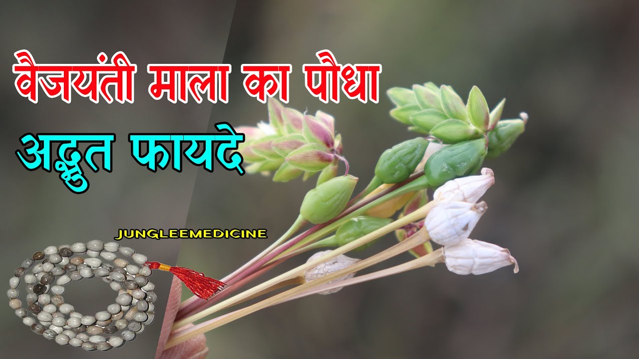 वैजयंती माला का पौधा अद्भुत फायदे और पहचान /Benefits of Vaijayanti Mala ...