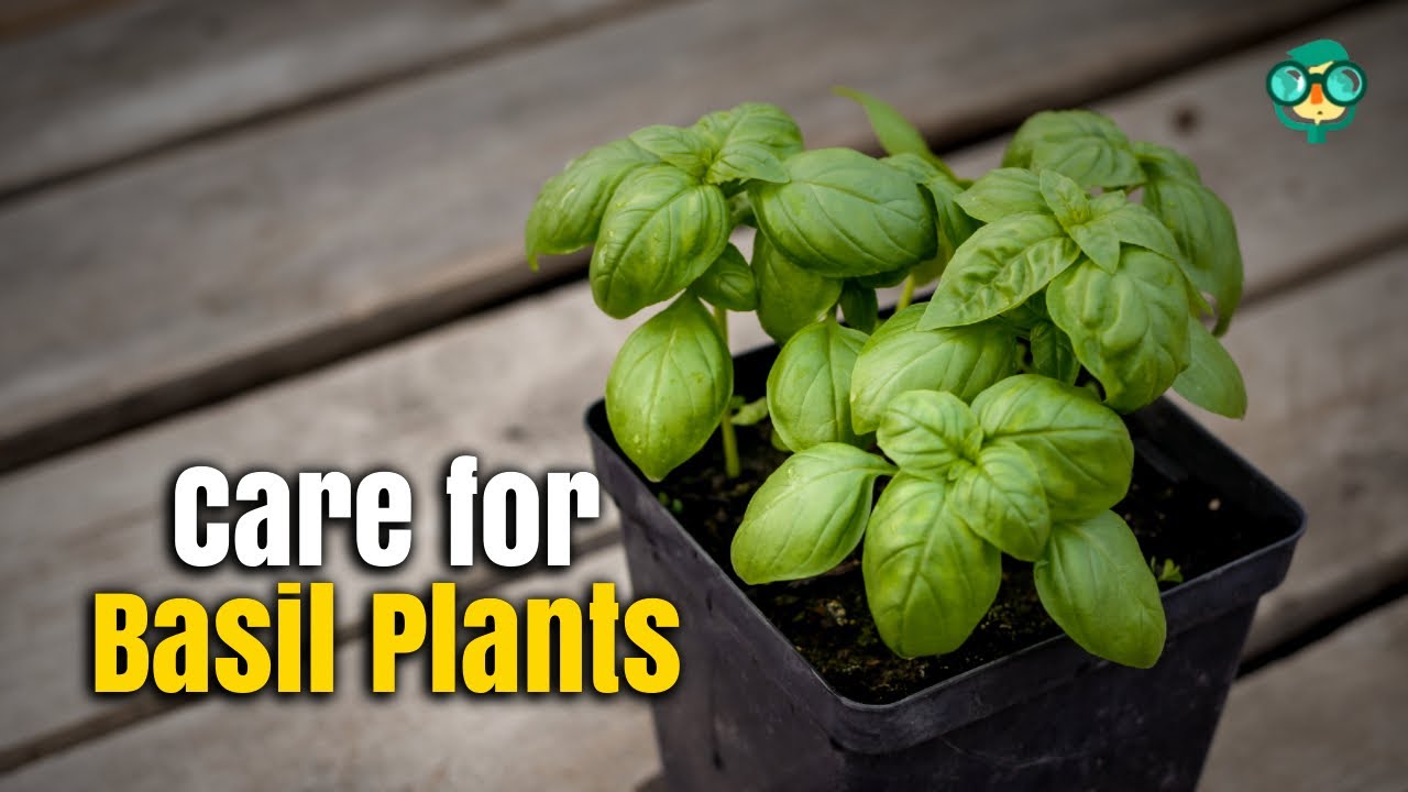 How to Care for a Basil Plant || How to Keep a Basil Plant Alive ...