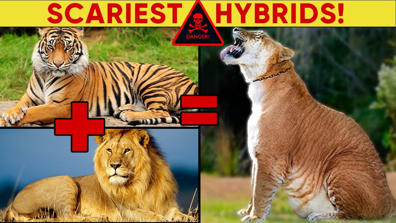 Craziest Hybrids In Nature! - YouTube