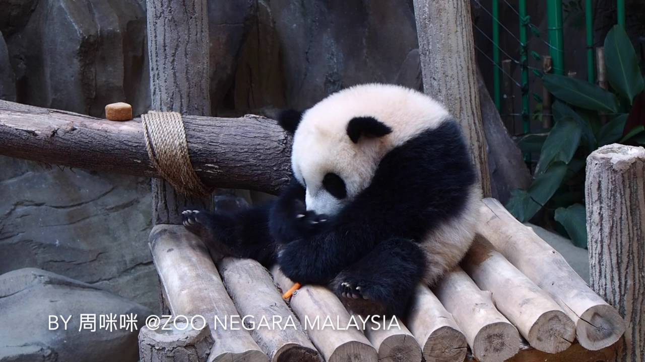 2016/06/10暖暖中場餵食篇The Giant Panda Nuan Nuan - YouTube