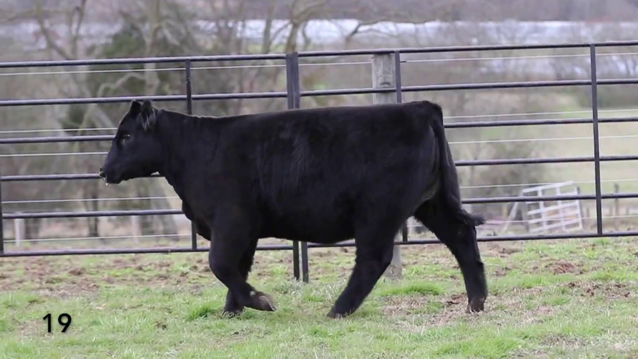 Kentucky Beef Expo Lot 19 - YouTube