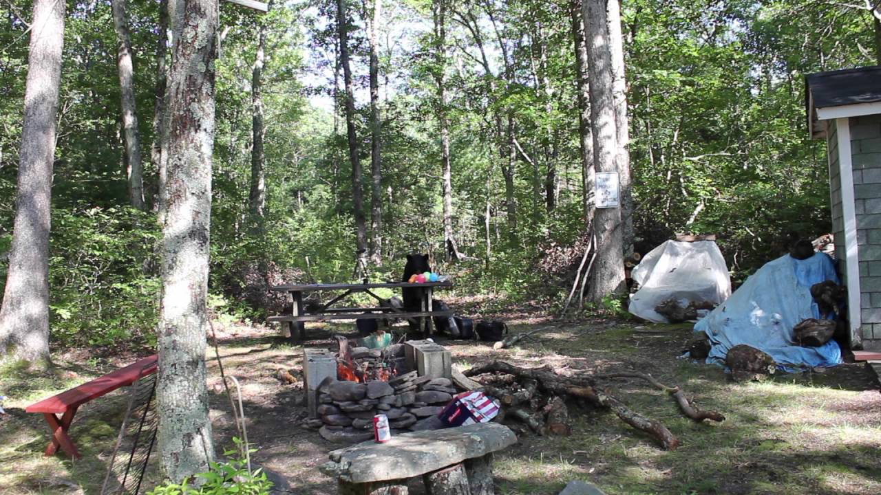 Black Bears in Delaware Water Gap - YouTube