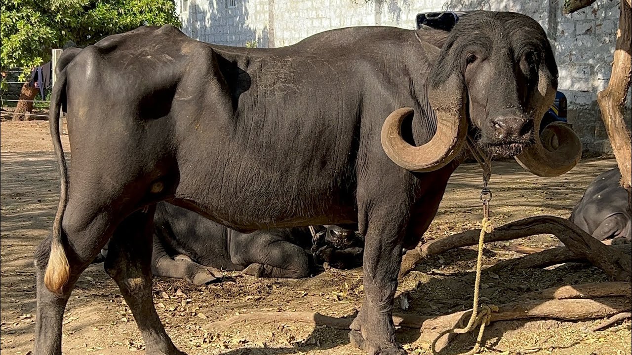 One Best jafrabadi buffaloes 🐃 in Ansuya gaudham manavader Gujarat ...