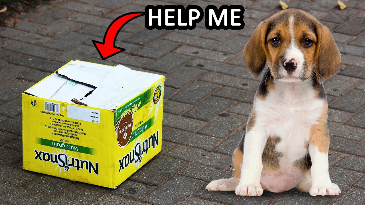 Abandoned Homeless Dog in a BOX (Social Experiment in Africa) - YouTube