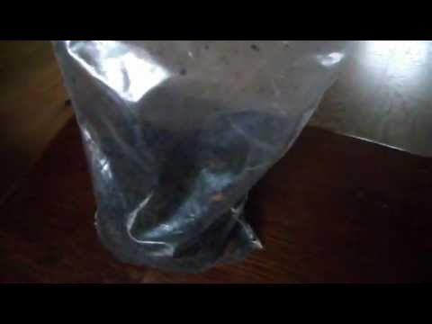 How to grow a Plum/Peach Tree from seeds - YouTube