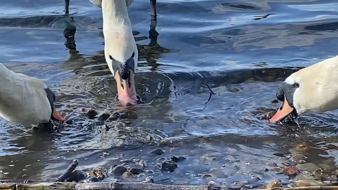 Wild mute swans filtering food from the water like a civ 💦 - YouTube