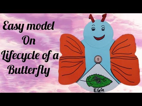 Life cycle of butterfly, life cycle of butterfly project, science ...