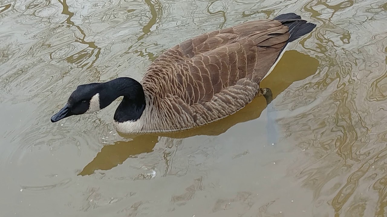 Muscovy excited about one eyed goose friend - YouTube