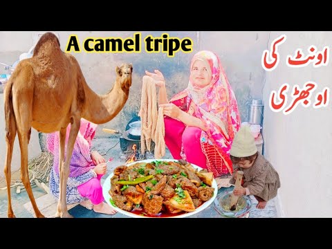 ojri recipe|camel intestine recipe|evening routine cook ojri - YouTube
