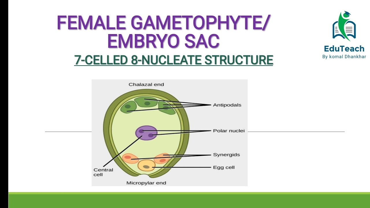 STRUCTURE OF FEMALE GAMETOPHYTE | 7 CELLED 8NUCLEATE | EduTeach By ...