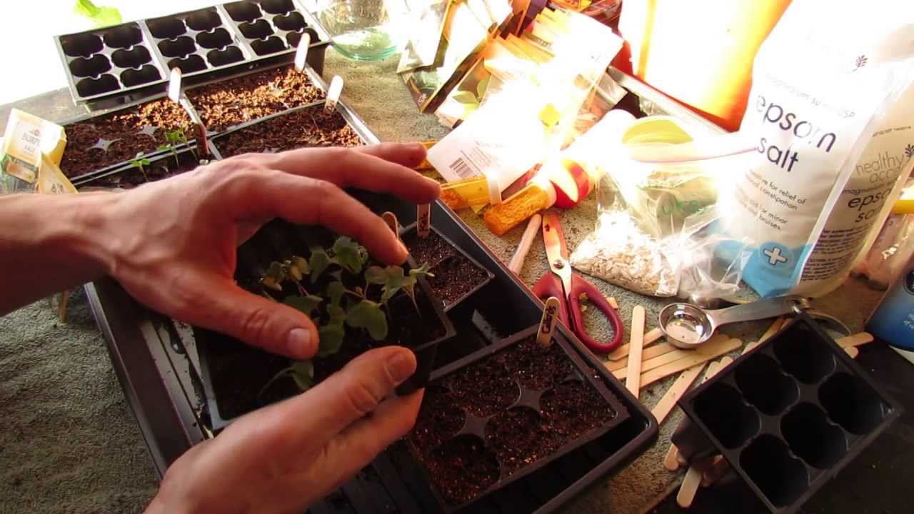For New Gardeners: How to Seed Start Kale and Collard Greens Indoors ...