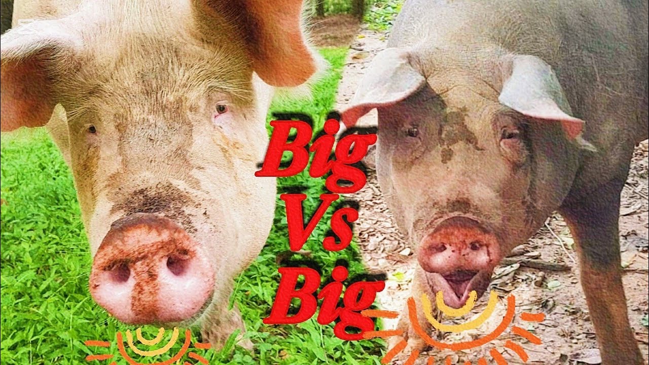 Giant Screaming Pigs are Abandoned since long - YouTube