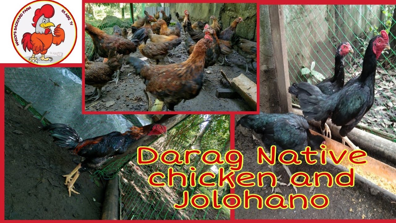 DARAG NATIVE CHICKEN AND JOLOHANO / BUHAY PROBINSYA / KA AGRI TV - YouTube
