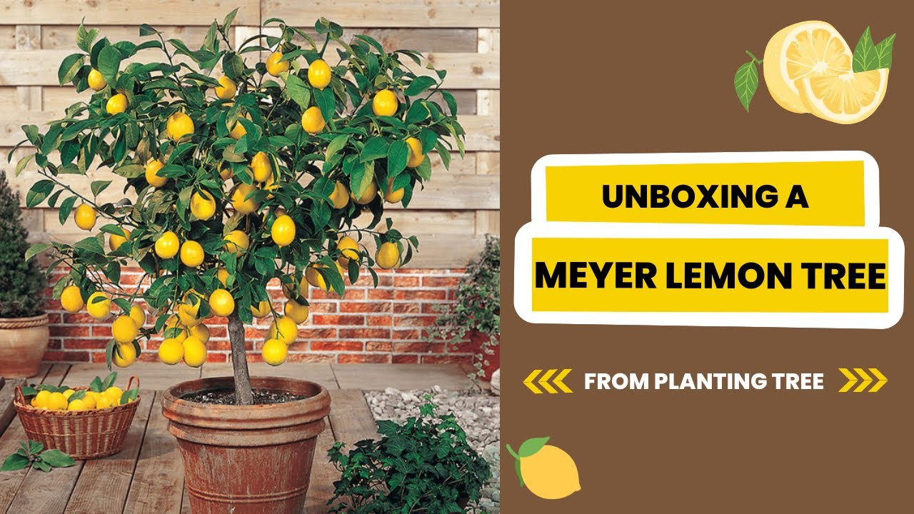 UNBOXING 📦 A Meyer Lemon Tree From Planting Tree | Product Review - YouTube