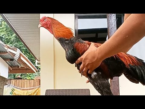 Giant Shamo in mindanao Philippines - YouTube