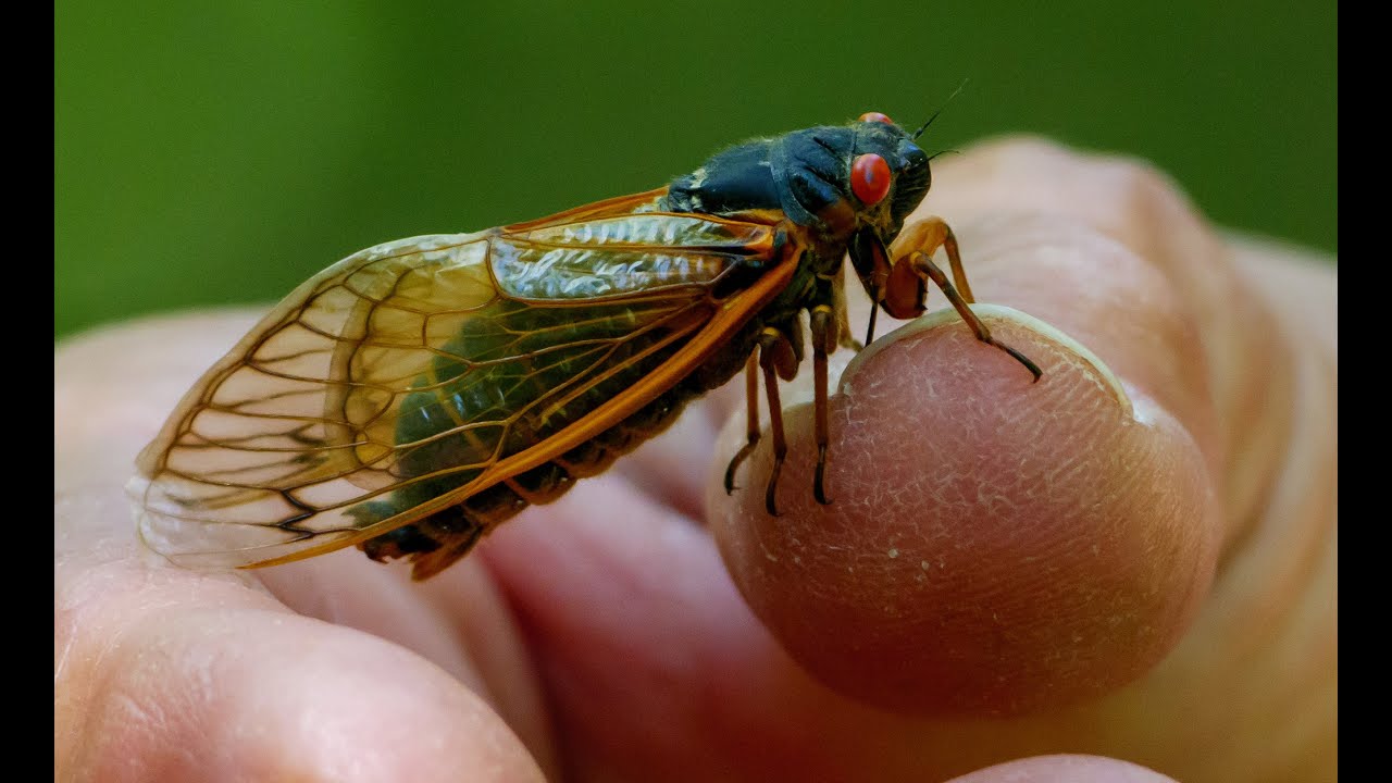 Brood X Cicada Emergence 2021 in Michigan - YouTube
