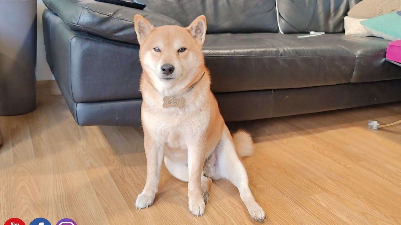 Doge pose - YouTube