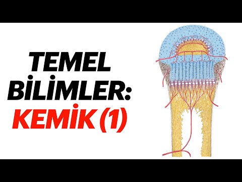 J.M. | KEMİK NEDİR? Bilmeniz gereken her şey (Tıp öğrencileri ve asistanlar için hap bilgiler)