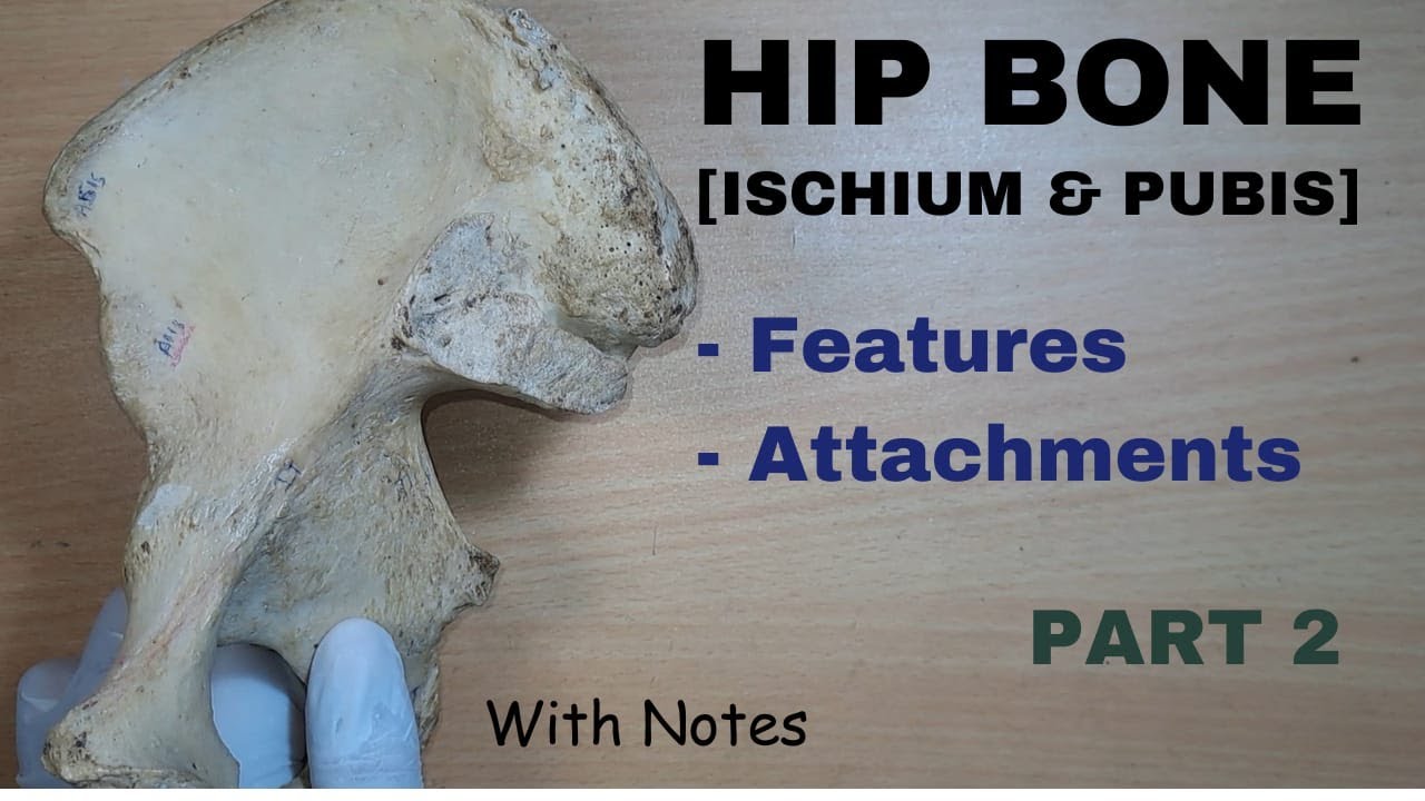 Hip Bone Anatomy - 2 || Ischium | Pubis | Attachments | Features ...