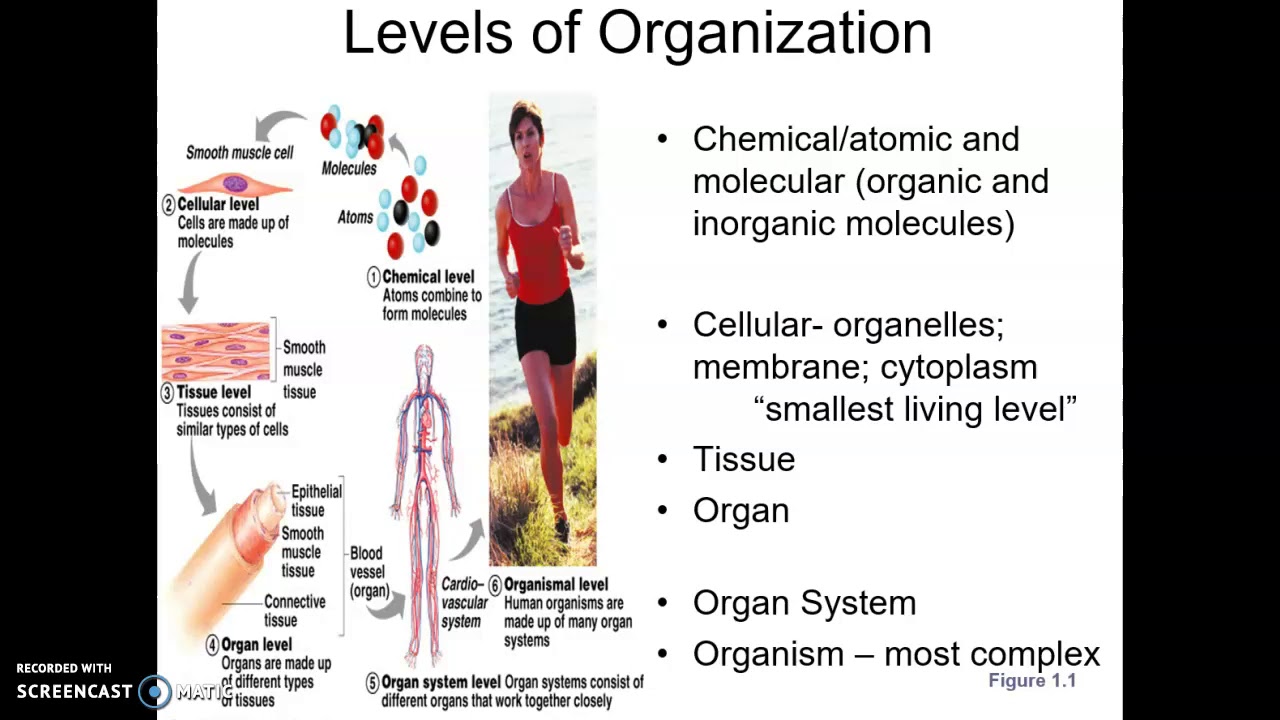 Introduction to Bio 145 lab - YouTube