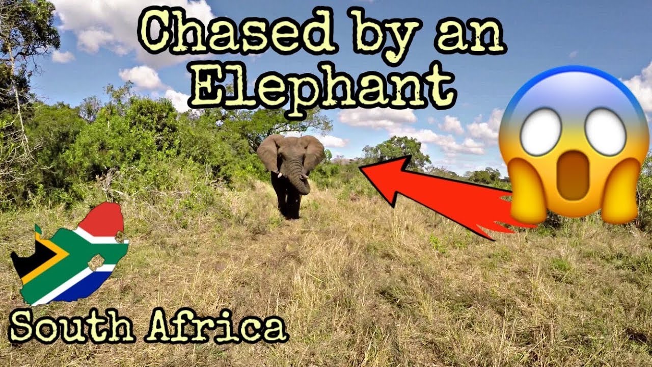 Being Chased by an Elephant! 🐘😱 Safari *South Africa* - YouTube