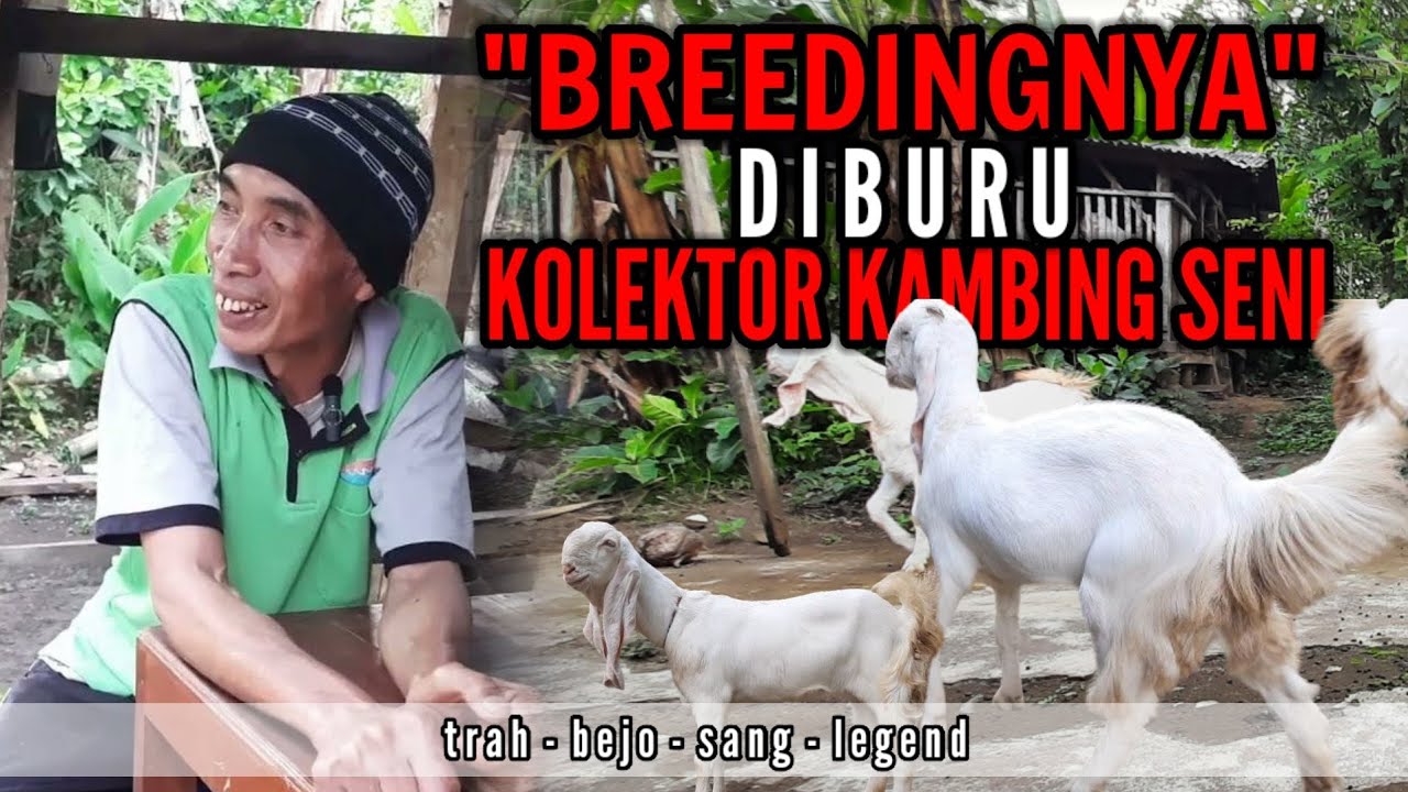 KAMBING SENDURO‼️HASIL BREEDINGNYA DIBURU KOLEKTOR KAMBING SENI KONTES ...