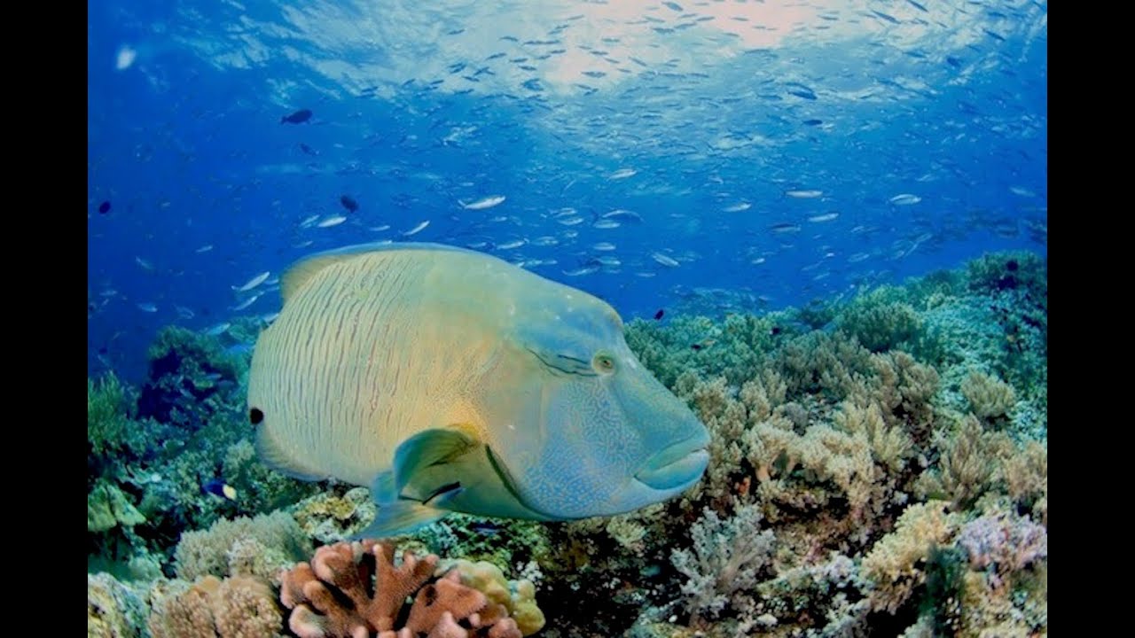 DIVING IN MISOOL , RAJA AMPAT - YouTube