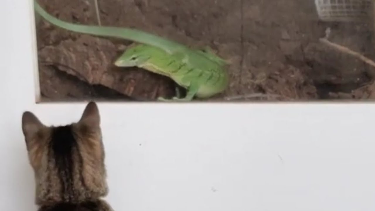 Feline Home Invader! A Tail Of The Unexpected! 😂 - YouTube