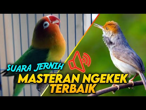 LOVE BIRD & PRENJAK COCOK UNTUK TROTOL MURAI , CUCAK IJO , KACER || AUDIO MASTERING