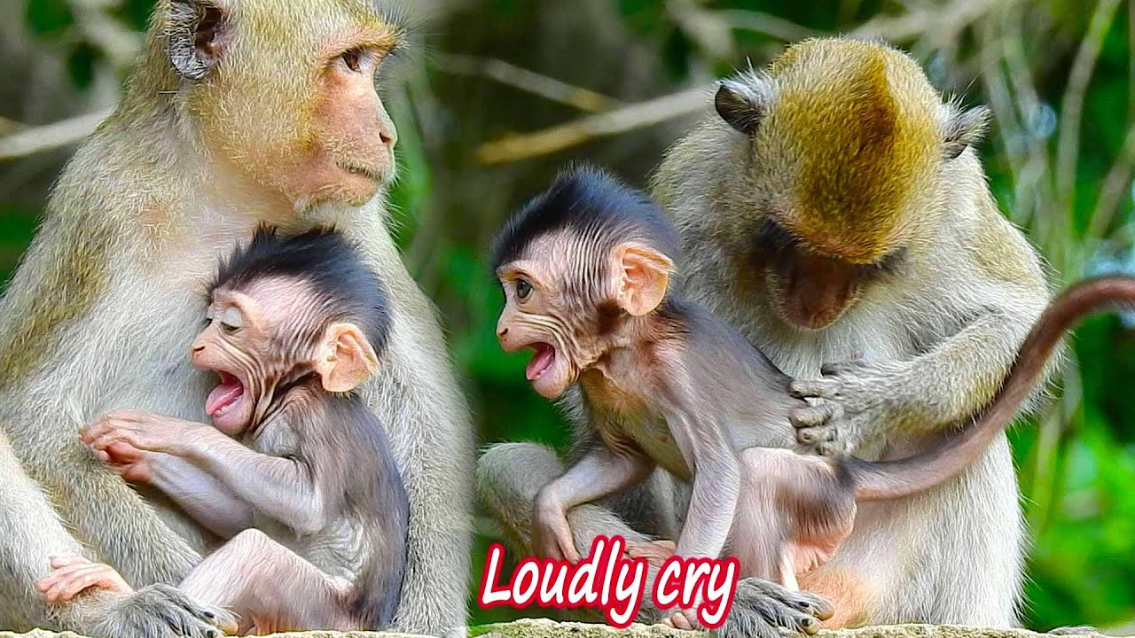Very adorable baby wildlife, Non stop tantrum crying loudly by grab ...
