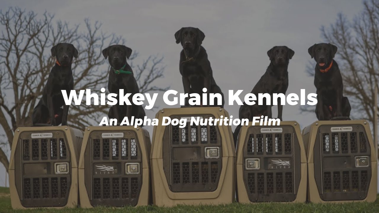 Whiskey Grain Kennels: An Alpha Dog Nutrition Film - YouTube